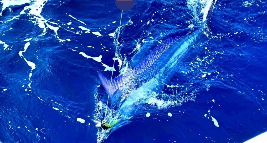 Marlin & Tuna Fishing - The RodFather Tenerife Fishing