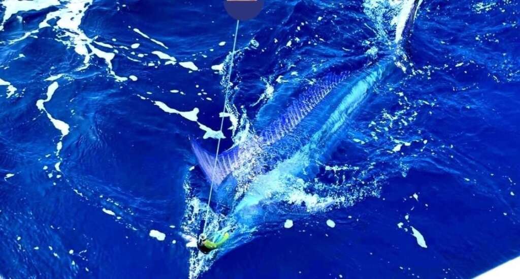 White Marlin and Spearfish -(Kajikia albida) - The RodFather Tenerife ...