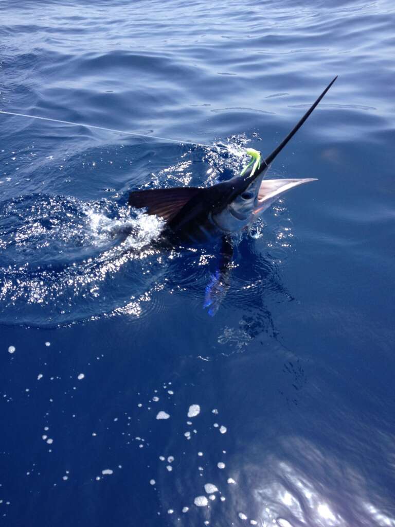 Marlin - The RodFather Tenerife Fishing